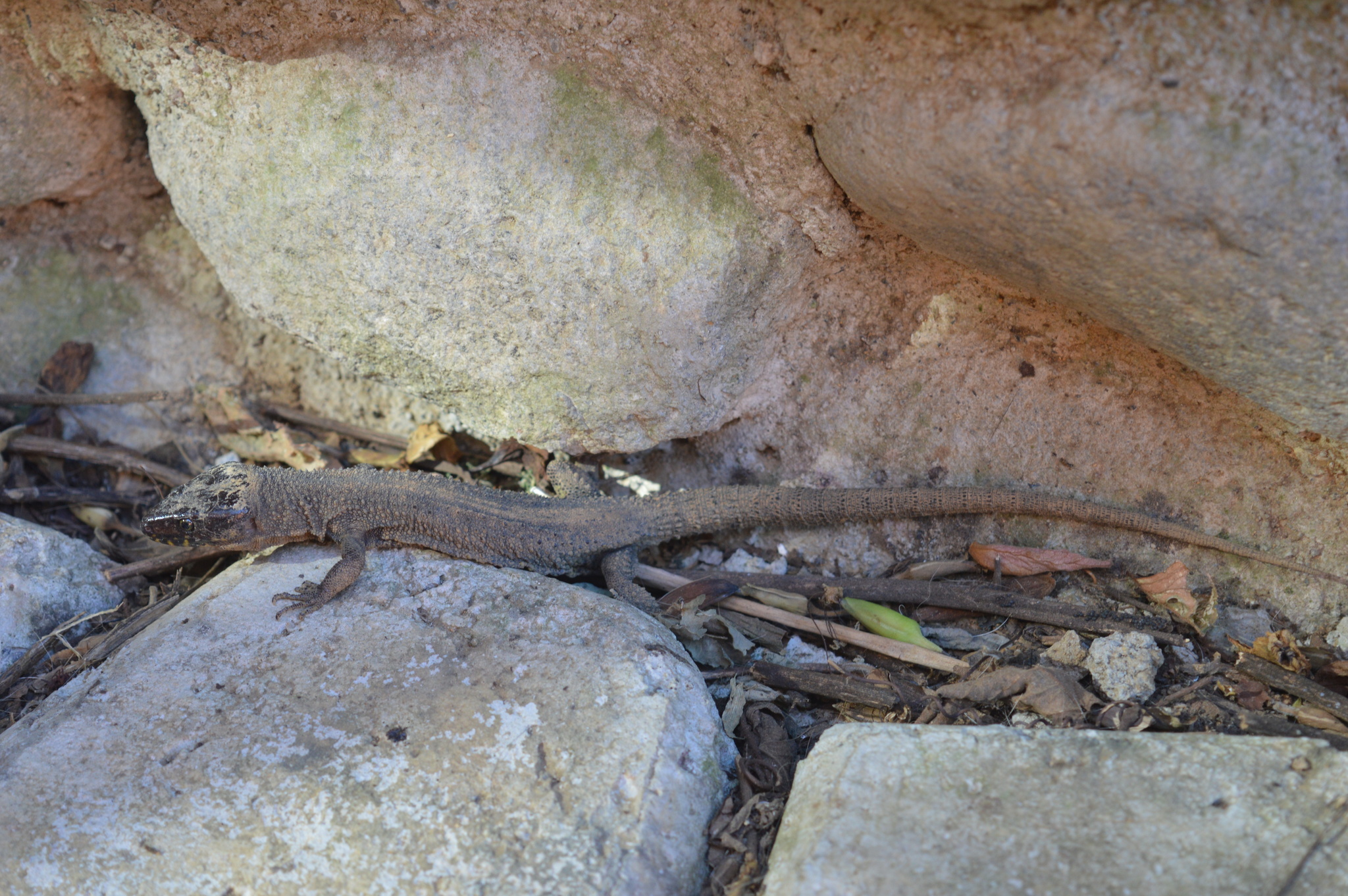 Lepidophyma reticulatum Taylor, 1955