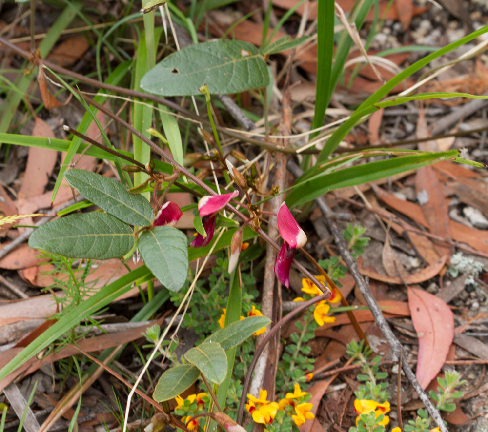 Dusky coral pea from Girraween QLD 4382, Australia on October 8, 2022 ...