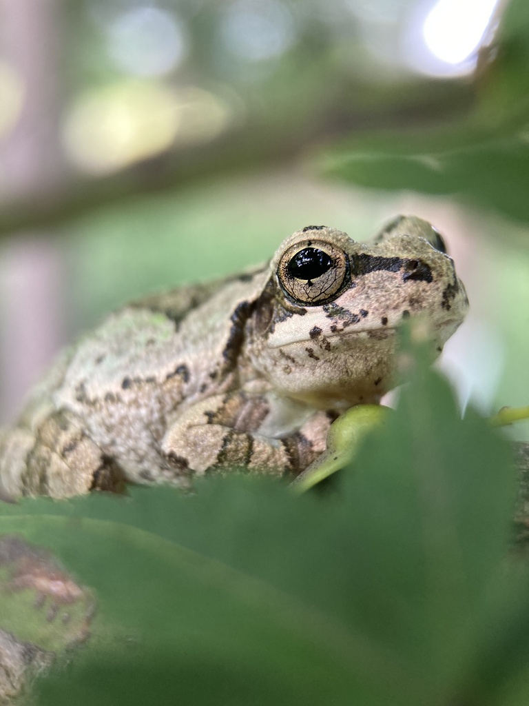 Japanese Tree Frog from 和泉町宮下, 安城市, 愛知県, JP on August 19, 2023 at 06:59 ...