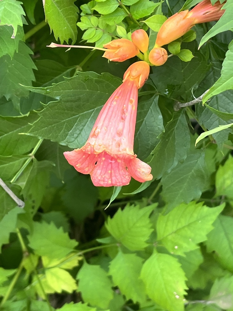 American trumpet vine from Dawson Rd, Guelph, ON, CA on August 18, 2023 ...