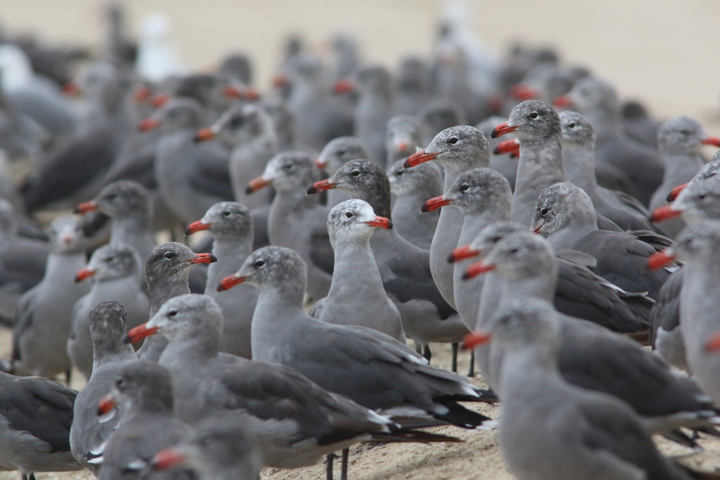 Heermann's Gull from San Mateo County, CA, USA on August 18, 2023 at 08 ...