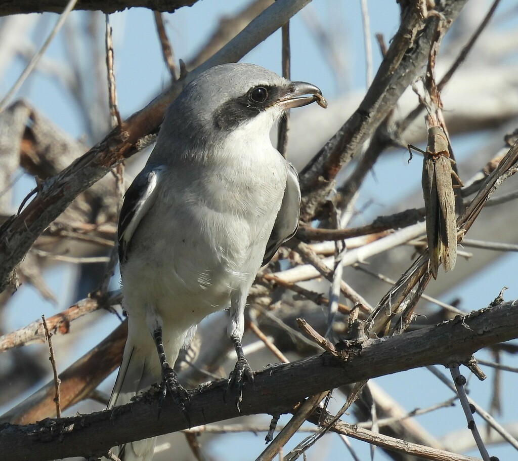 Loggerhead Shrike from Mankota No. 45, SK S0H, Canada on August 15 ...