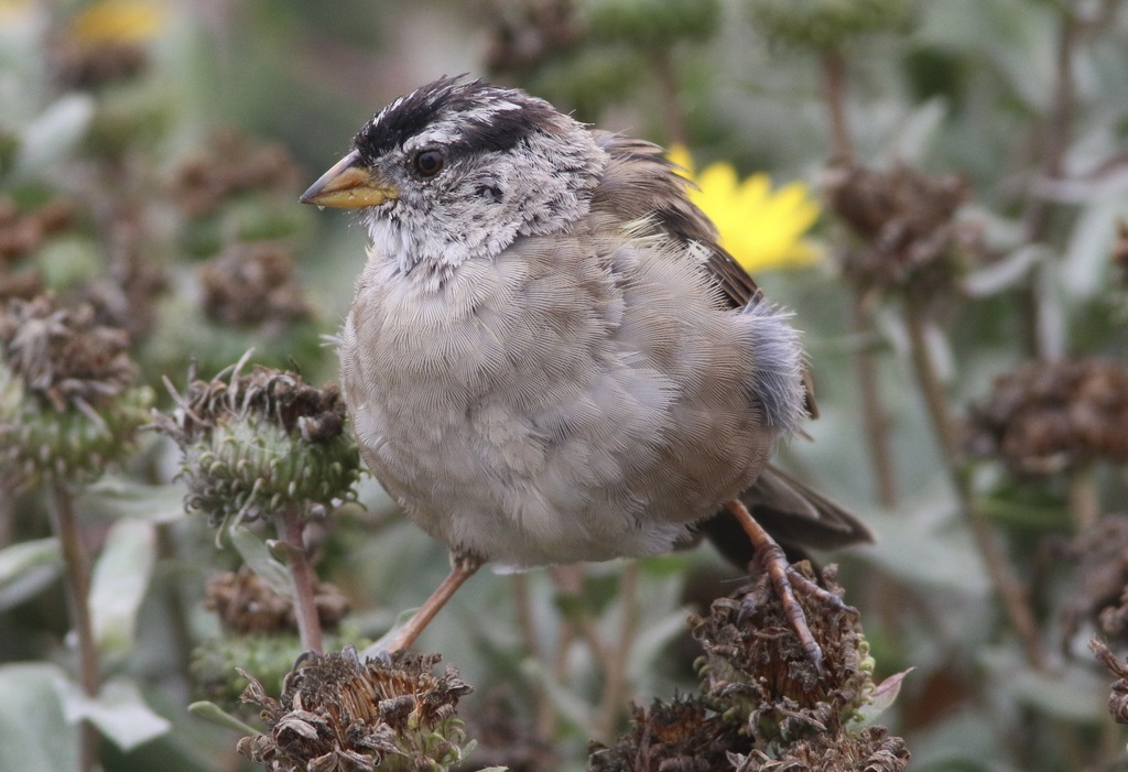 White-crowned Sparrow from San Mateo County, CA, USA on August 18, 2023 ...