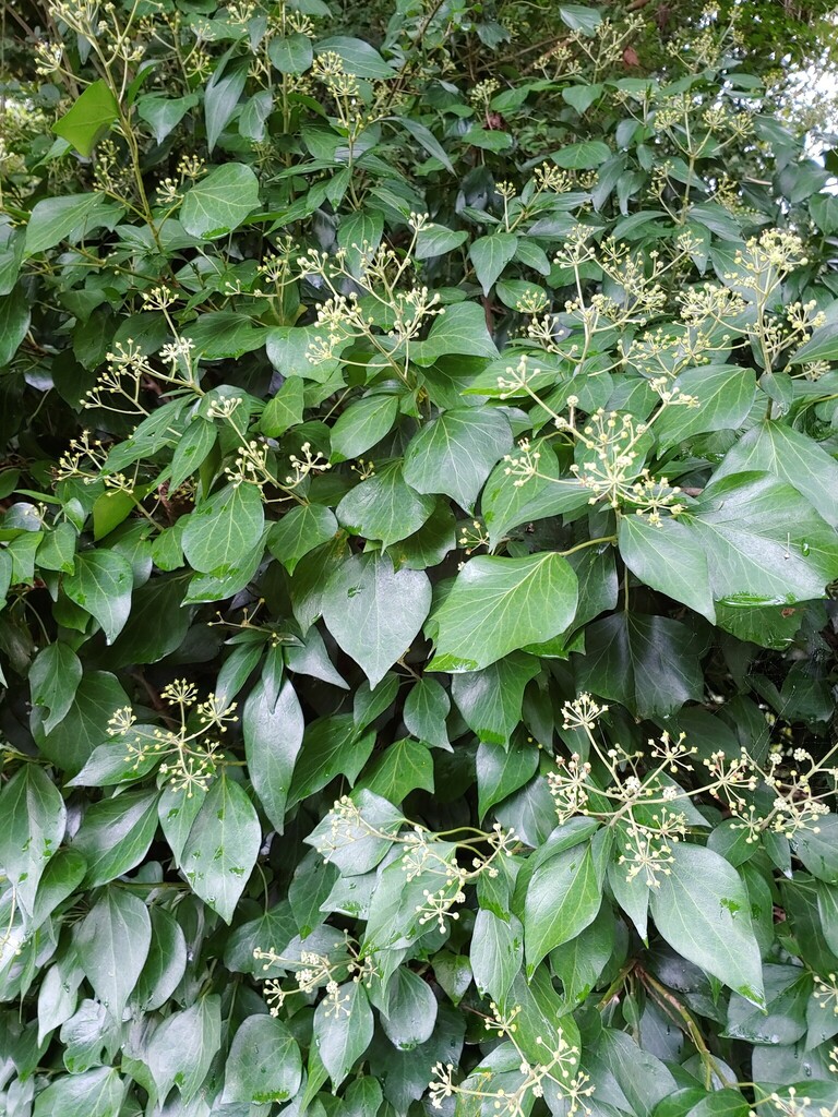 common ivy from Gwinnett, Georgia, United States on August 15, 2023 at ...
