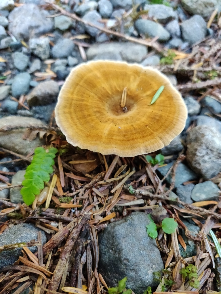 Brown Funnel Polypore from Sombrio Beach, BC on August 18, 2023 at 11: ...