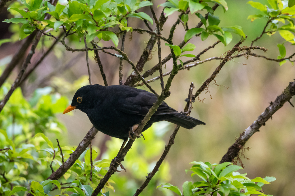 Azores Blackbird (Turdus merula azorensis) - Avian Discovery
