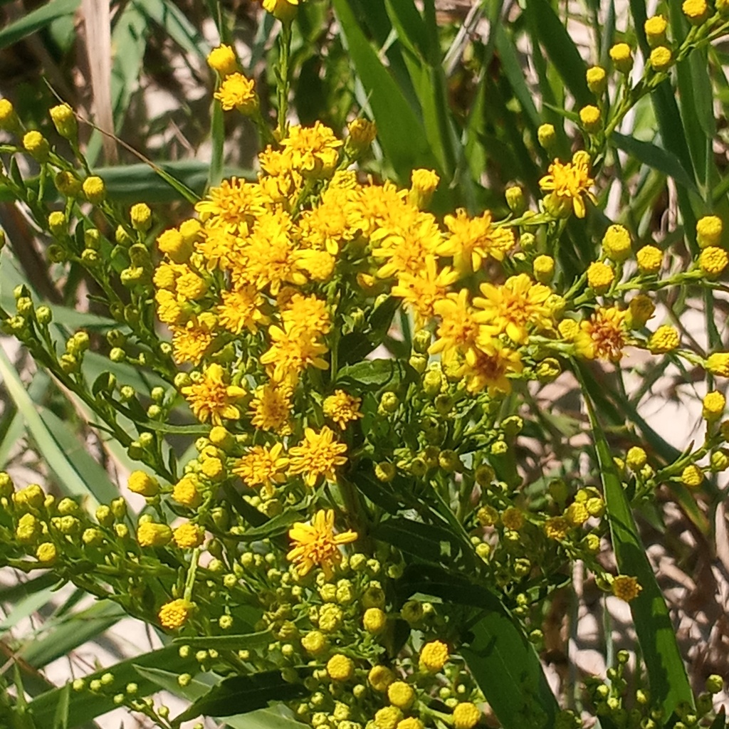 northern seaside goldenrod from Caroline County, MD, USA on August 18 ...