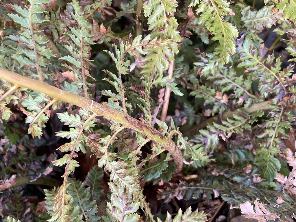 golden tree fern from North Island, Kawerau, Bay of Plenty, NZ on ...