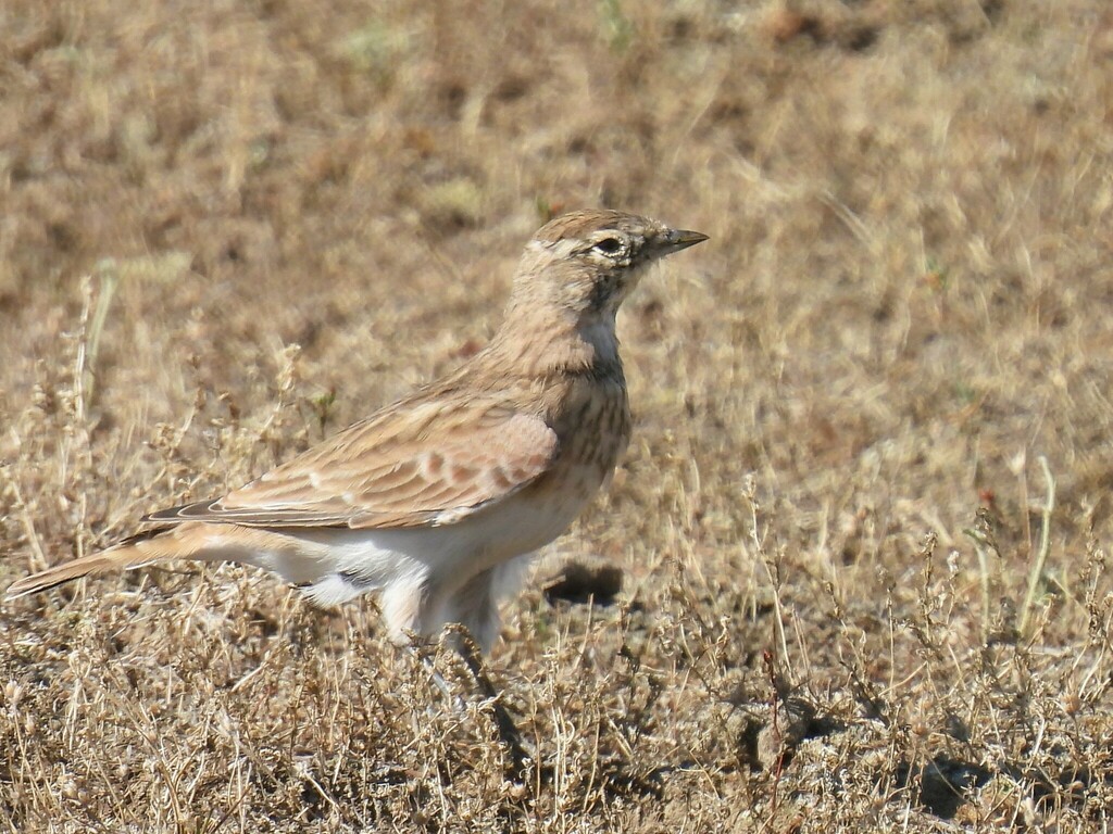 Horned Lark from Mankota No. 45, SK S0H, Canada on August 15, 2023 at ...