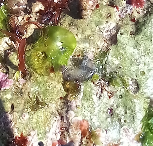 European Sand Hopper from Praia de Ribeira de Ilhas, Ericeira on August ...