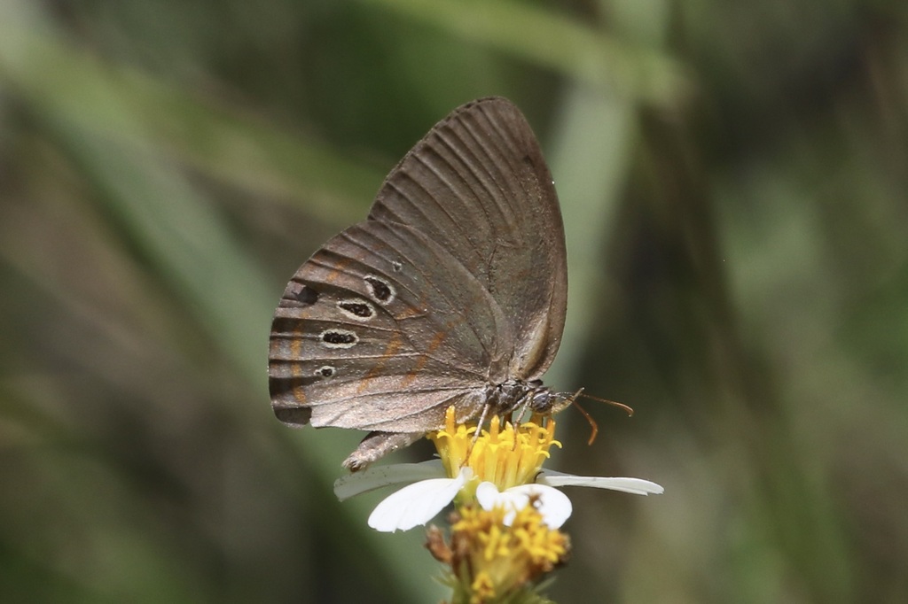 Georgia Satyr from Monroe County, FL, USA on August 12, 2023 at 01:14 ...