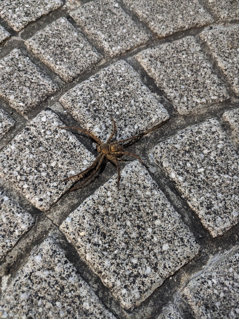 Pantropical Huntsman Spider from Kamakura on July 31, 2023 at 08:53 AM ...