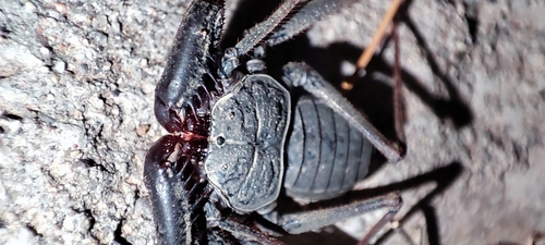 Tendarapo de Arizona (Paraphrynus carolynae) · iNaturalist Mexico