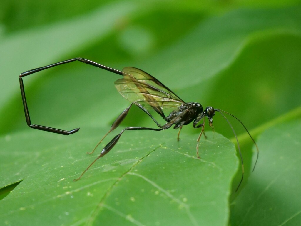 American Pelecinid Wasp from Peffer Park, Oxford, OH, USA on August 18 ...