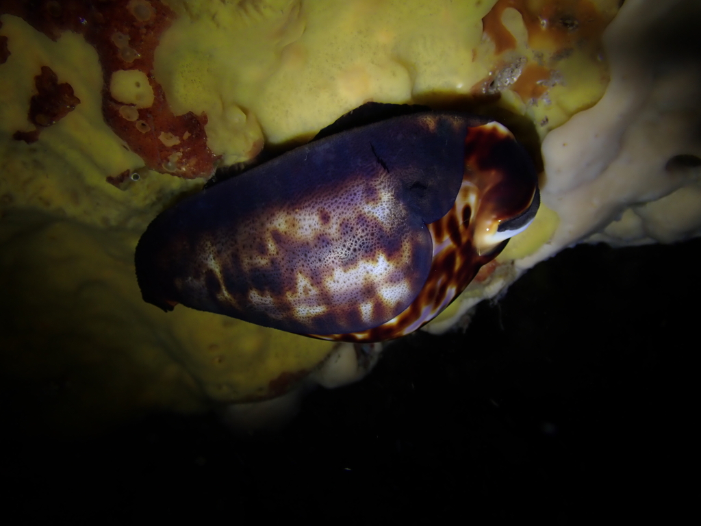 Zoila friendii from Marmion, AU-WA-ST, AU-WA, AU on May 7, 2023 at 07: ...