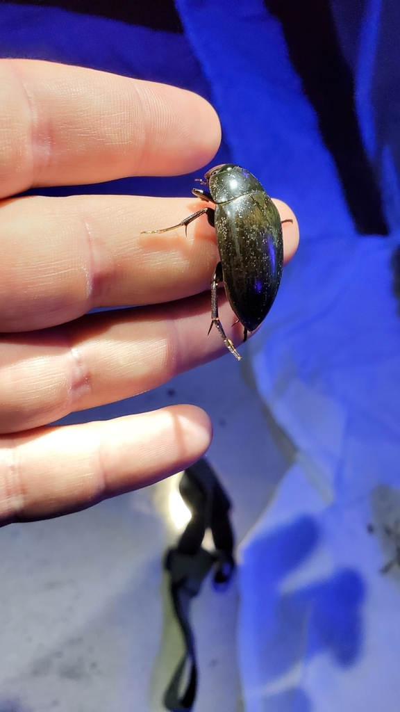 Hydrophilus ovatus from Broad Run, VA 20137, USA on August 18, 2023 at ...