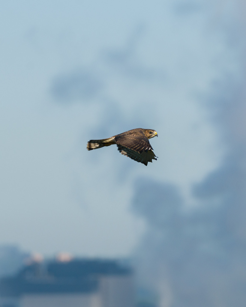 Broad-winged Hawk from Mills County, IA, USA on August 15, 2023 at 07: ...
