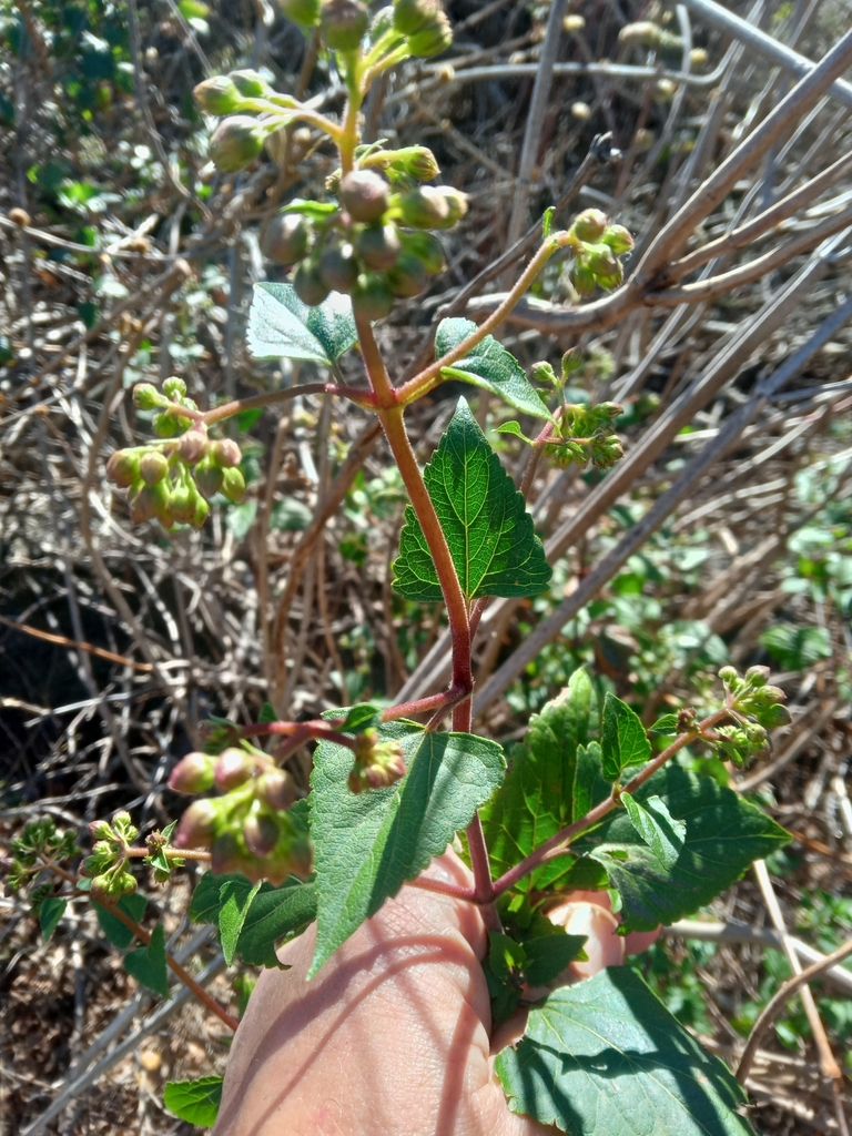 Crofton Weed from Rookwood Cemetery, St Michael the Archangel Chapel ...