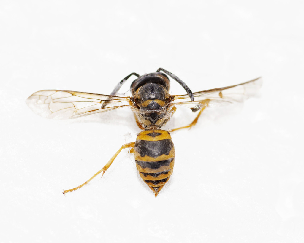 Eastern Yellowjacket in August 2023 by Lillie. Found in hummingbird ...