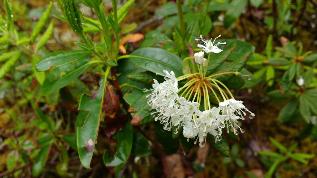 Bog Labrador Tea from Albert County, NB, Canada on July 2, 2017 at 10: ...