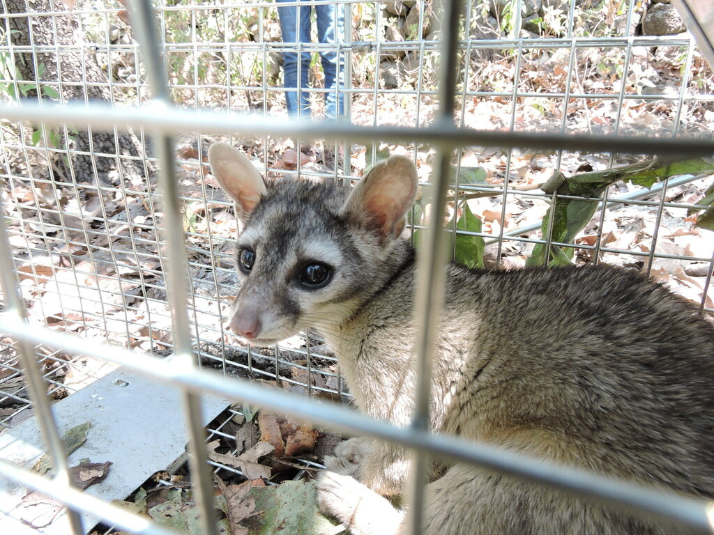 Ringtail from El Arenal, Jal., México on March 27, 2020 at 01:57 PM by ...