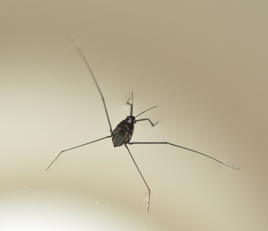 Metrobates hesperius from Old Ridge, NB E3L, Canada on August 9, 2023 ...