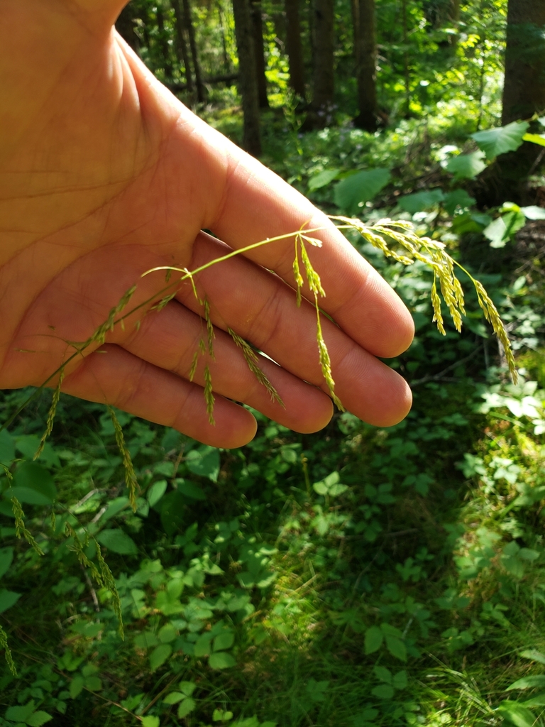 drooping woodreed from Hearst, ON P0L 1N0, Canada on August 15, 2023 at ...
