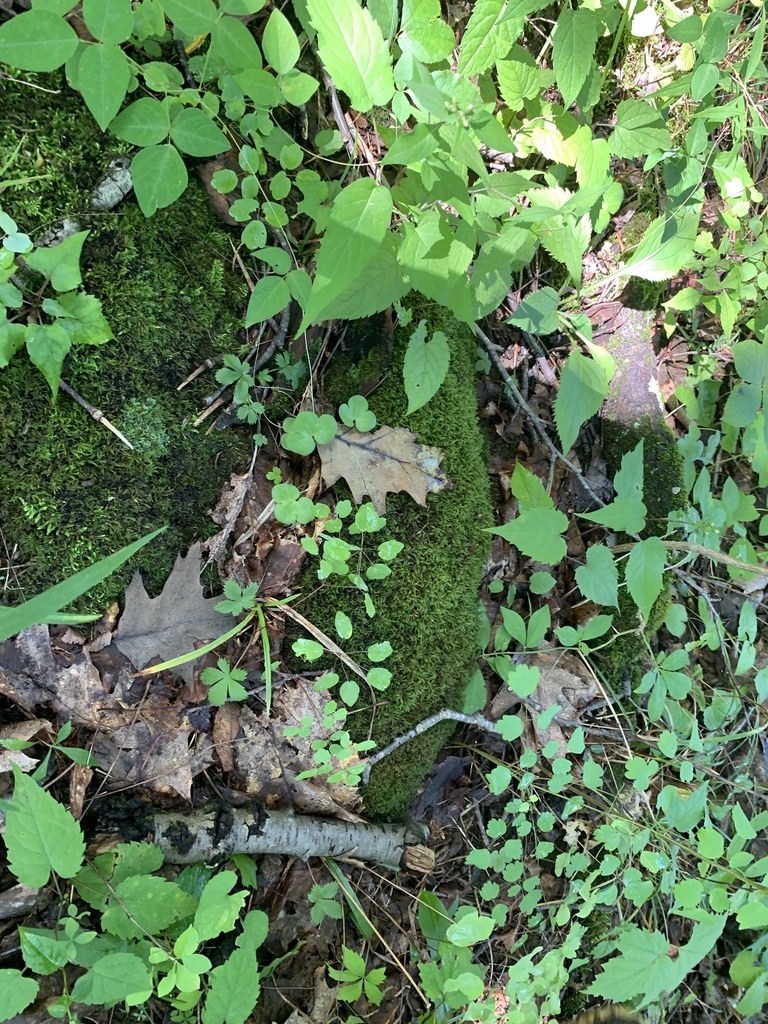 rue anemone from Cortlandt Manor, NY, US on August 18, 2023 at 11:18 AM ...