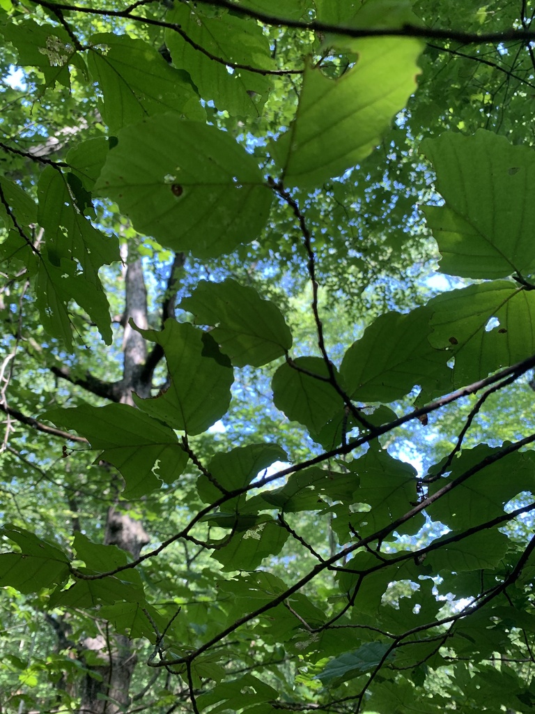 american witch-hazel from Cortlandt Manor, NY, US on August 18, 2023 at ...
