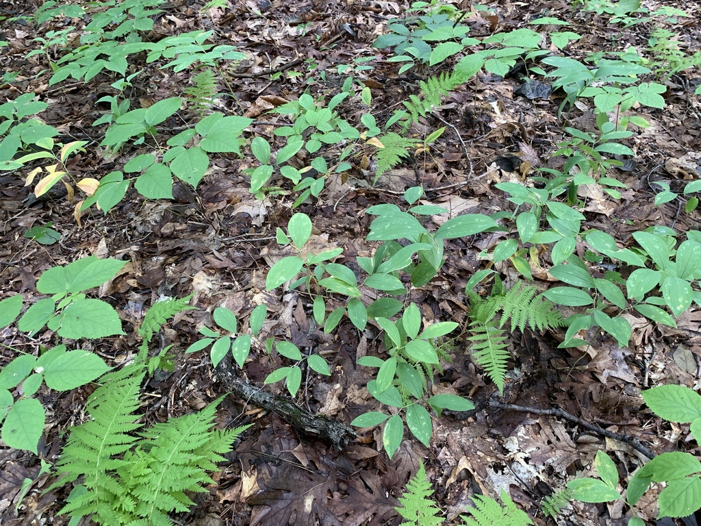sessile bellwort from Cortlandt Manor, NY, US on August 18, 2023 at 11: ...