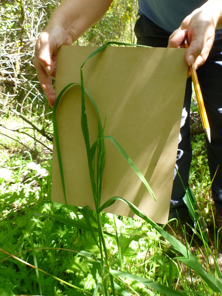 Woodland Brome (Plants of Mount Burdell (CNPS list with pictures ...