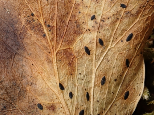 Hypoderma hederae · iNaturalist