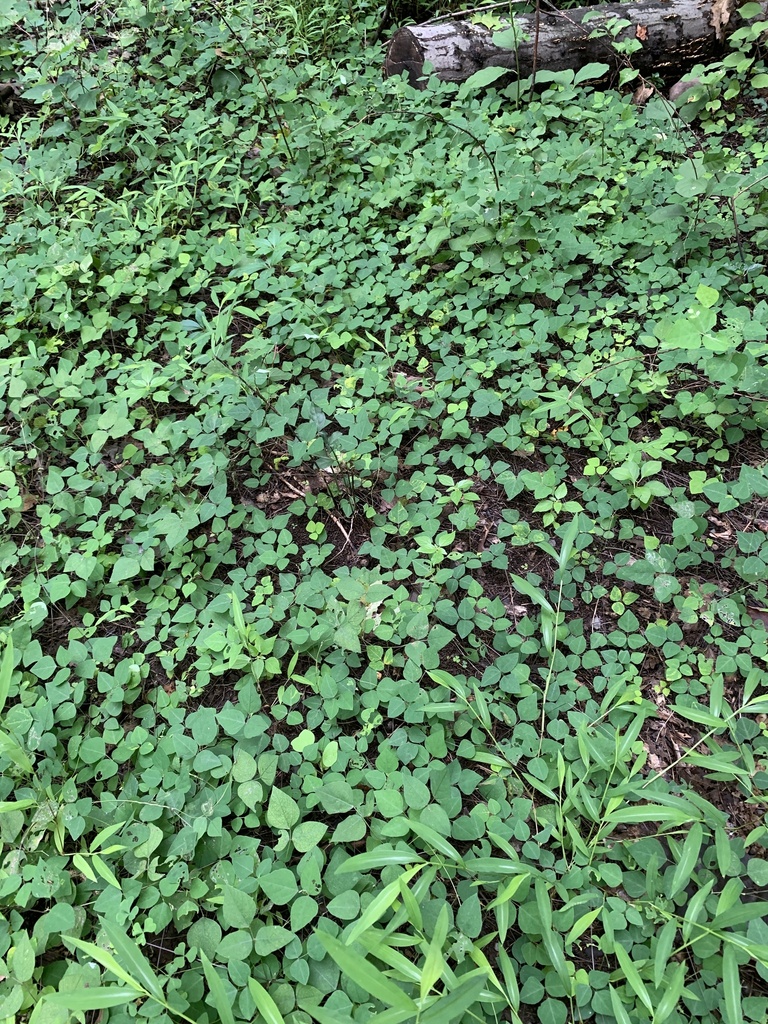American hog-peanut from Cortlandt Manor, NY, US on August 18, 2023 at ...