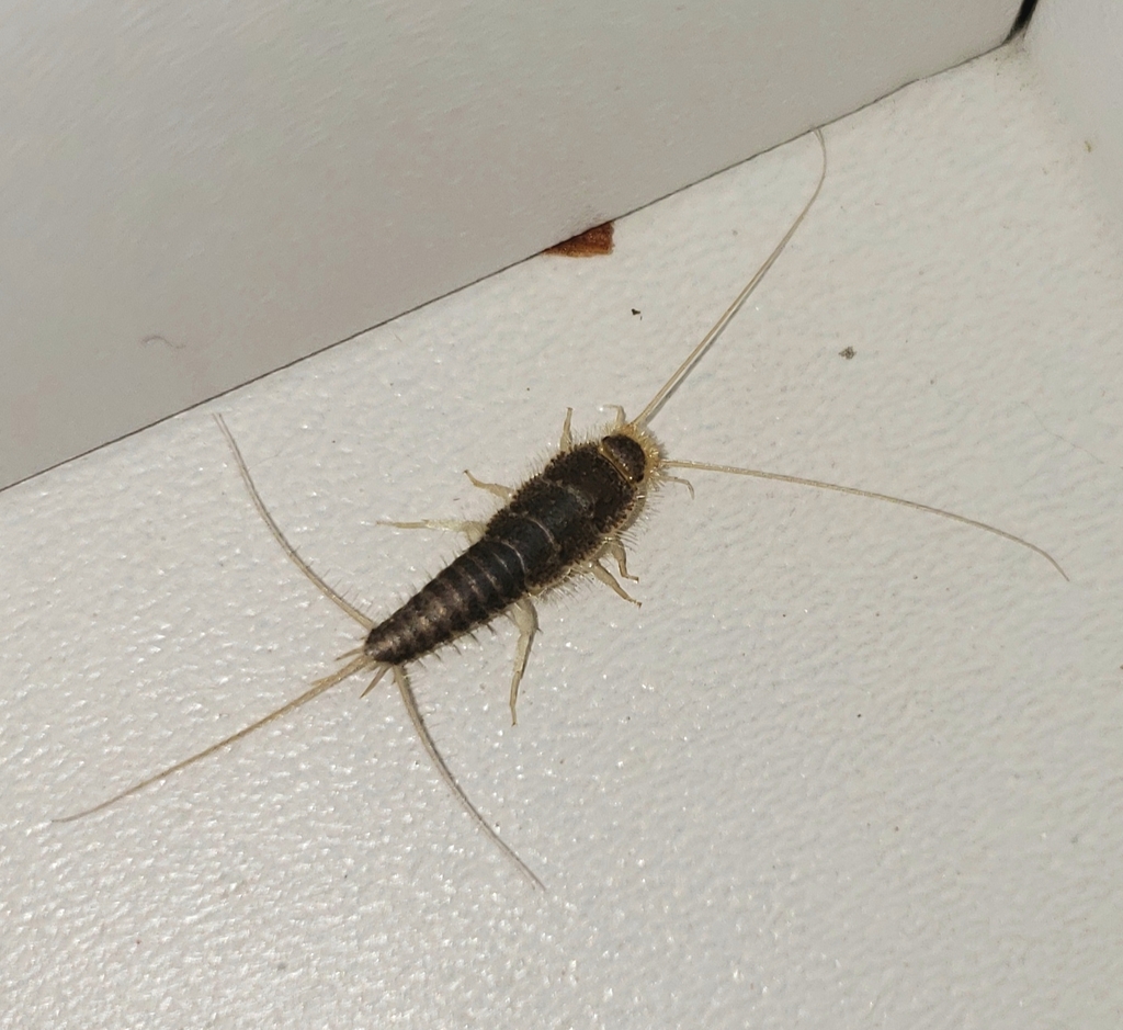 Long-tailed Silverfish from 6904 N Loop 1604 W, San Antonio, TX 78249 ...