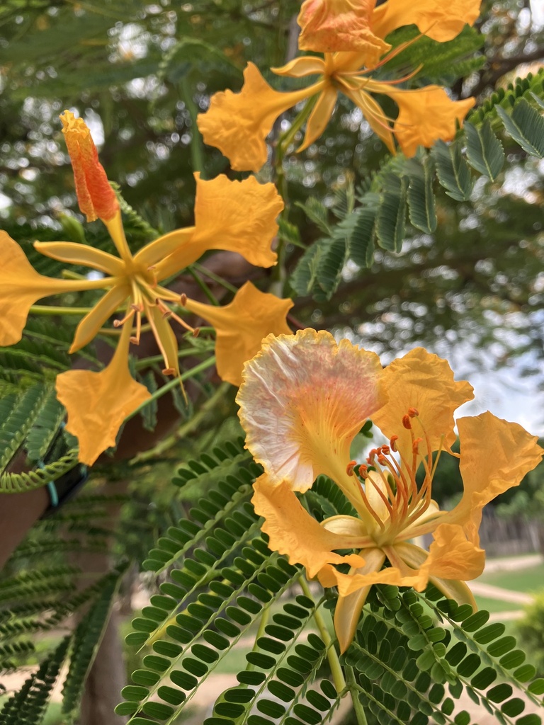 Flamboyant from Jamaica, Saint Elizabeth, Cornwall County, JM on August ...