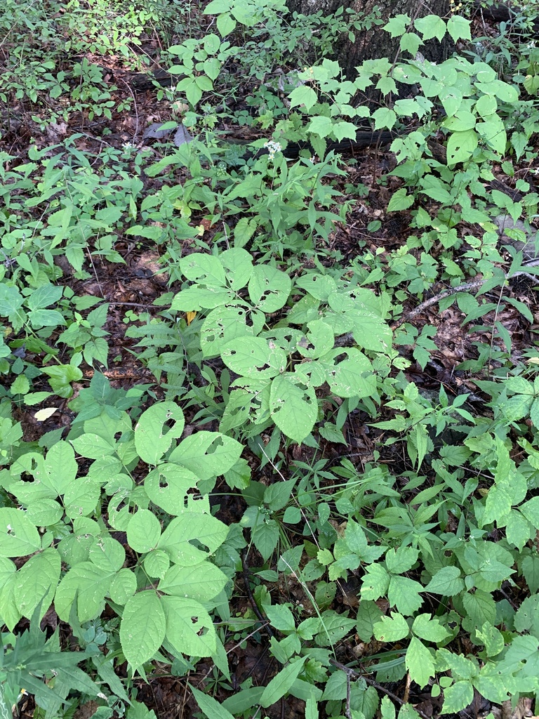wild sarsaparilla from Harriman State Park, Woodbury, NY, US on August ...