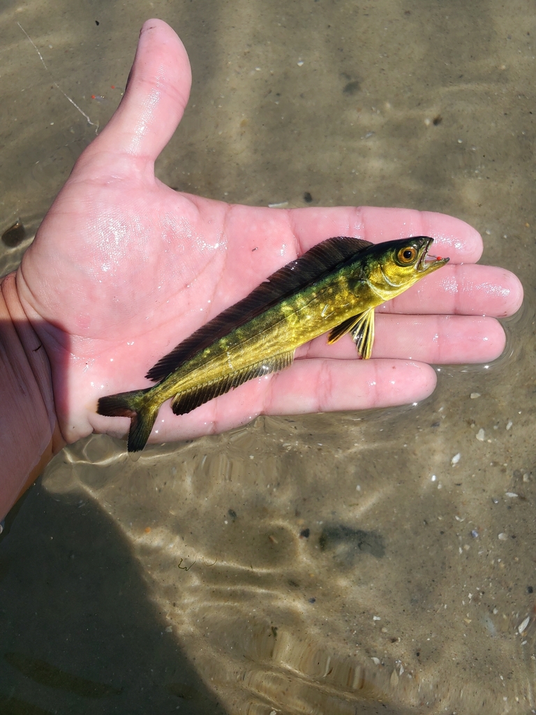 Common Dolphinfish in August 2023 by Drew · iNaturalist