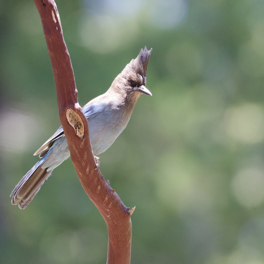 Steller's Jay in July 2023 by sirlarus · iNaturalist