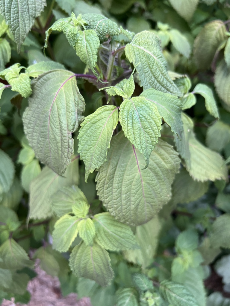 beefsteak plant from Ark Rd, Gloucester, VA, US on August 18, 2023 at ...