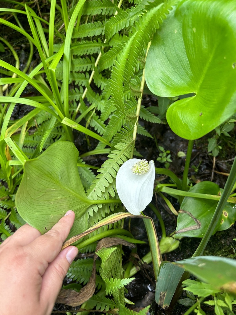 marsh calla from Steuben County, NY, USA on August 3, 2023 at 11:36 AM ...