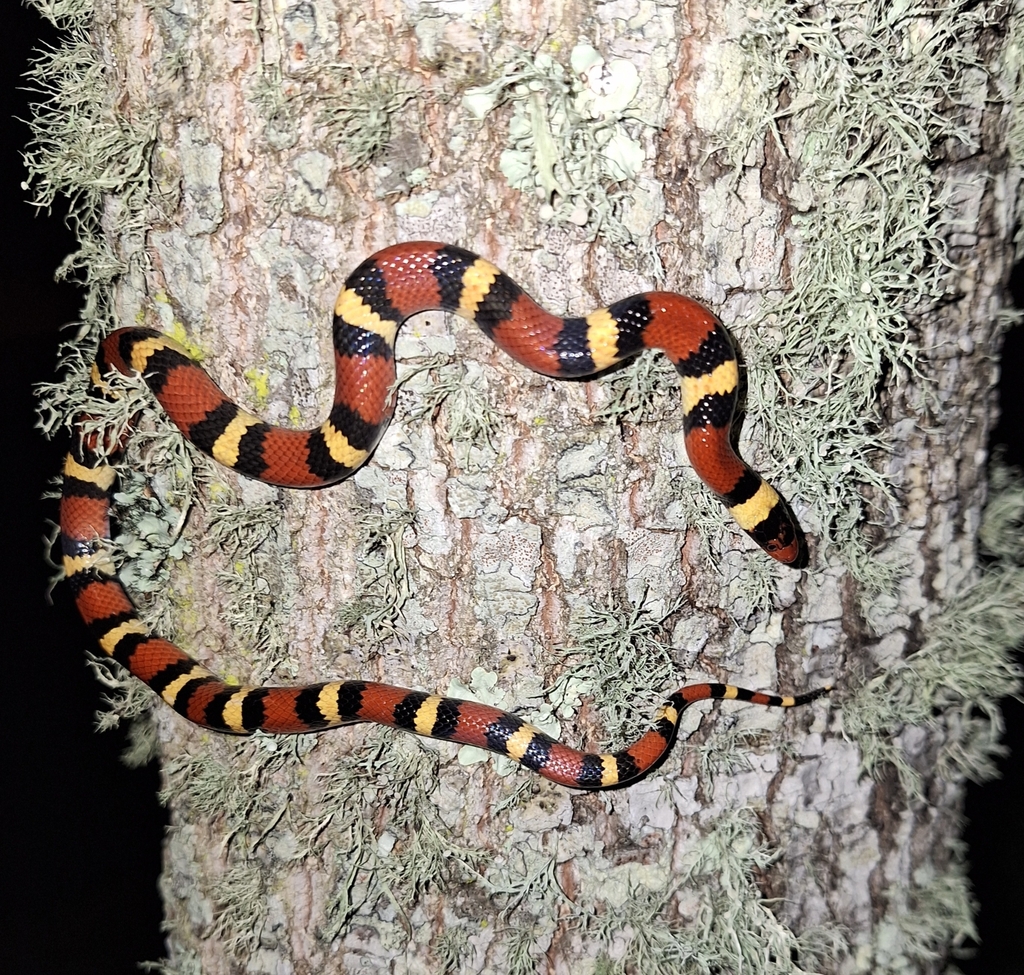 Scarlet Kingsnake from Oviedo, FL 32765, USA on August 13, 2023 at 09: ...