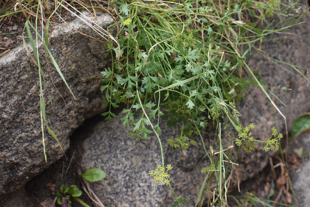 Stemless Indian parsley from Boulder County, CO, USA on August 2, 2023 ...