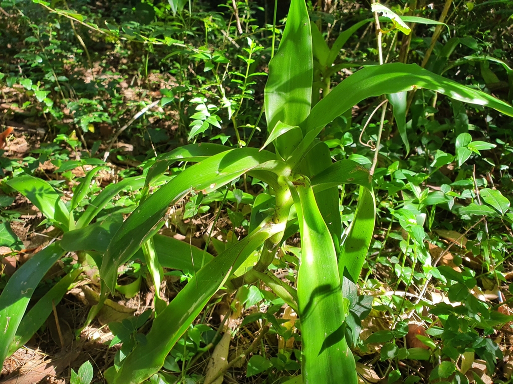 False Bromeliad Plant from Highfields NSW 2289, Australia on August 19 ...