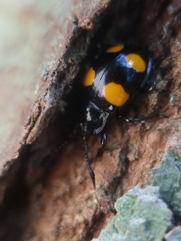 Cucujiform Beetles from Central Water Catchment, Singapore on August 16 ...