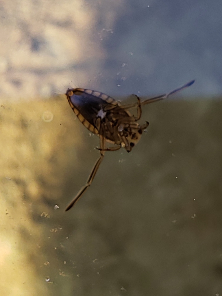 Milky Backswimmers in July 2023 by Robogenesis · iNaturalist