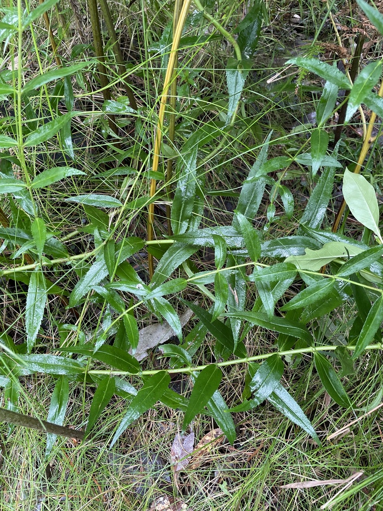 derwent speedwell from Donaldsons Rd, Red Hill, VIC, AU on August 19 ...