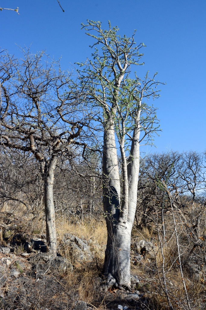 bottle tree from Kunene Region, Namibia on November 19, 2013 at 12:40 ...
