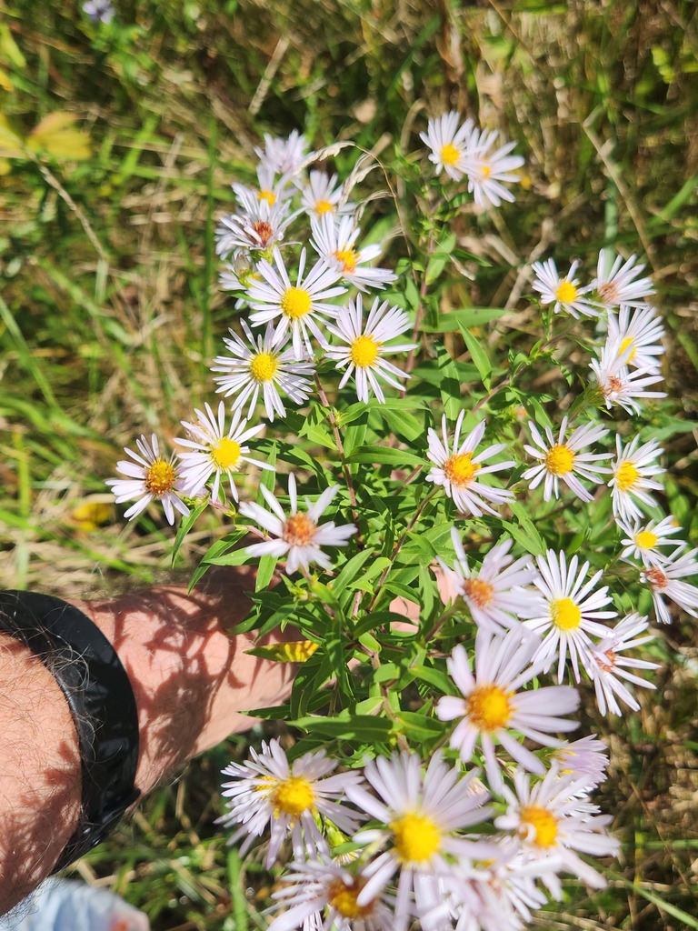 shining aster from Rausler Road, Manchester, NY, USA on September 29, 2022 at 11:20 AM by Bill ...