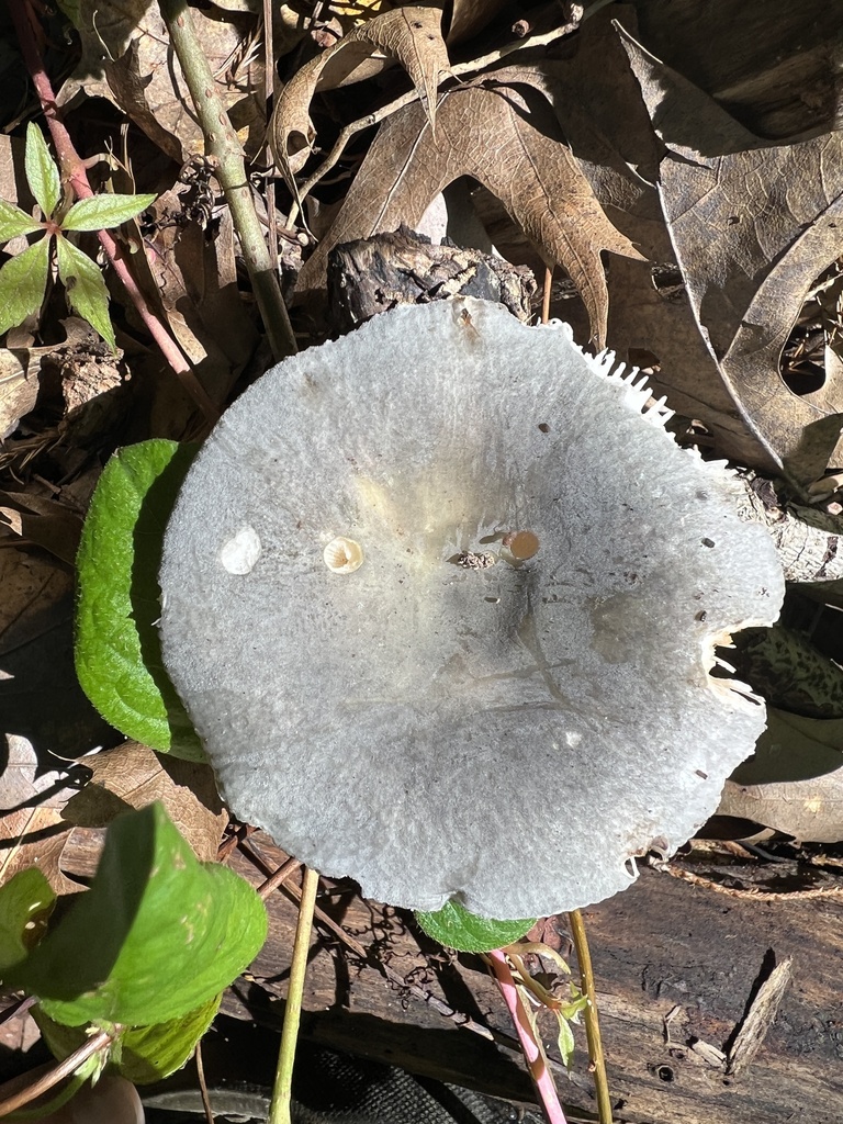 Modest Russula in August 2023 by Brian Hunt · iNaturalist