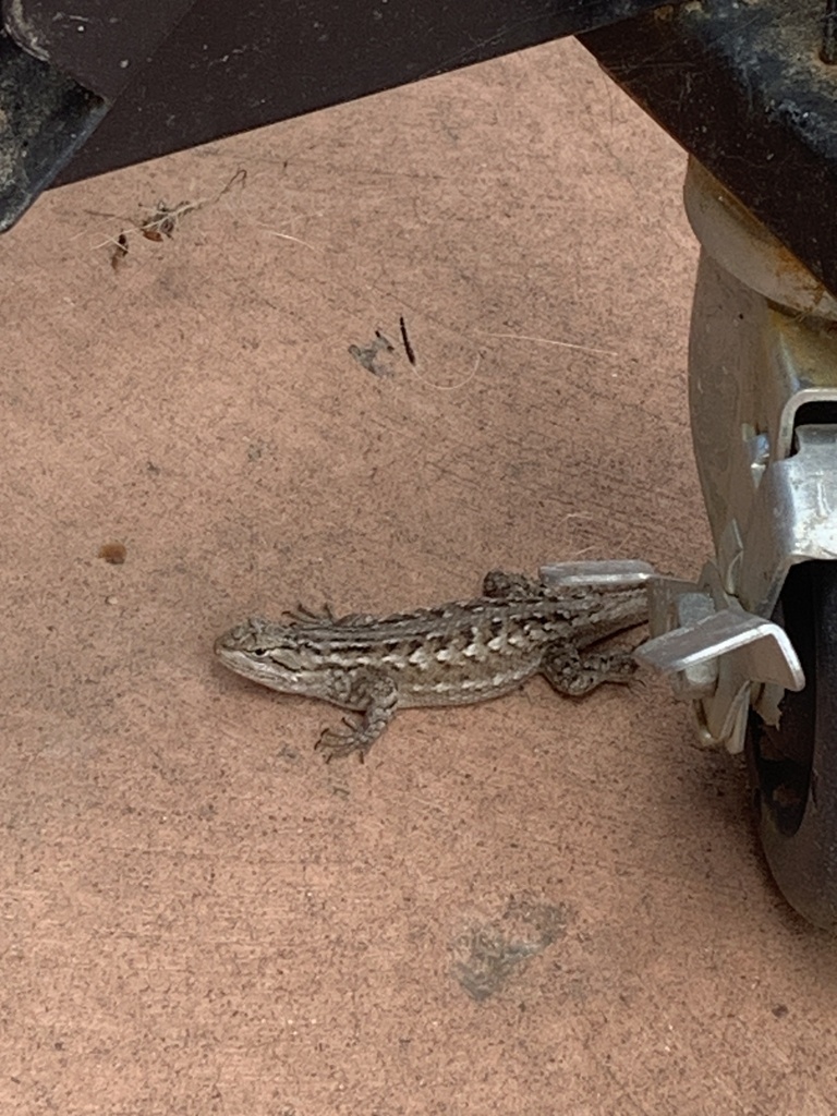 Spiny Lizards from Santa Fe County, US-NM, US on August 18, 2023 at 02: ...